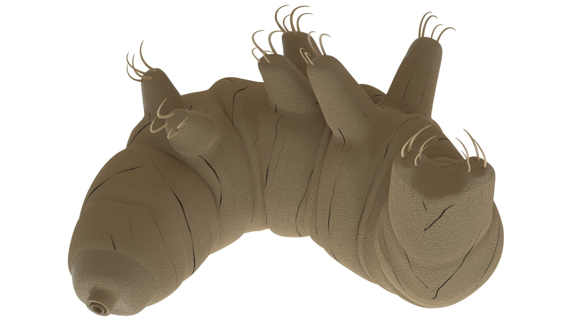 Tardigrade - 3D Model by Blenduffo