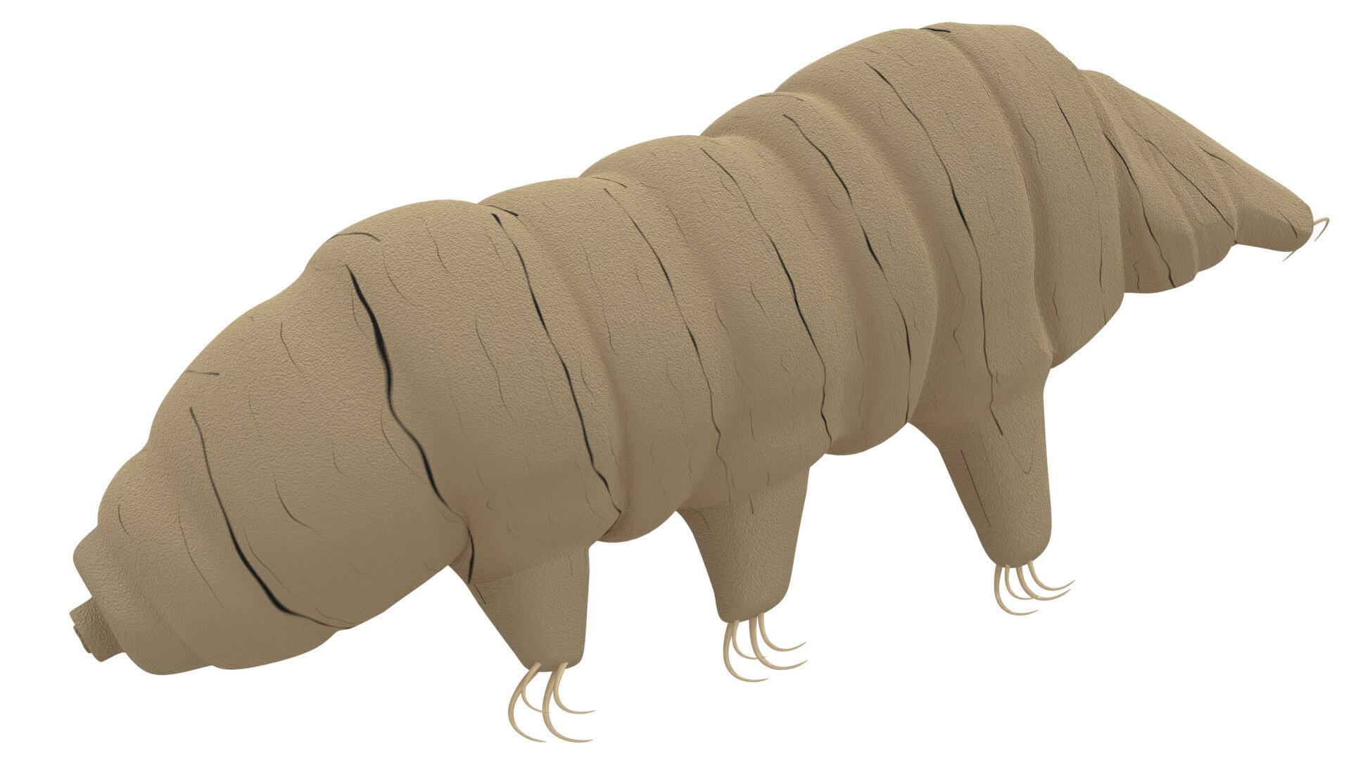 Tardigrade - 3D Model by Blenduffo