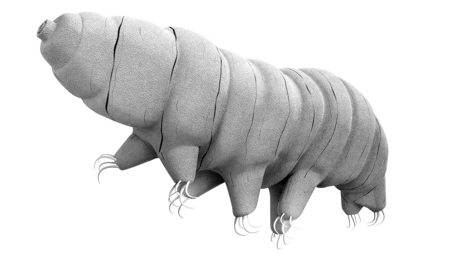 Tardigrade - 3D Model by Blenduffo