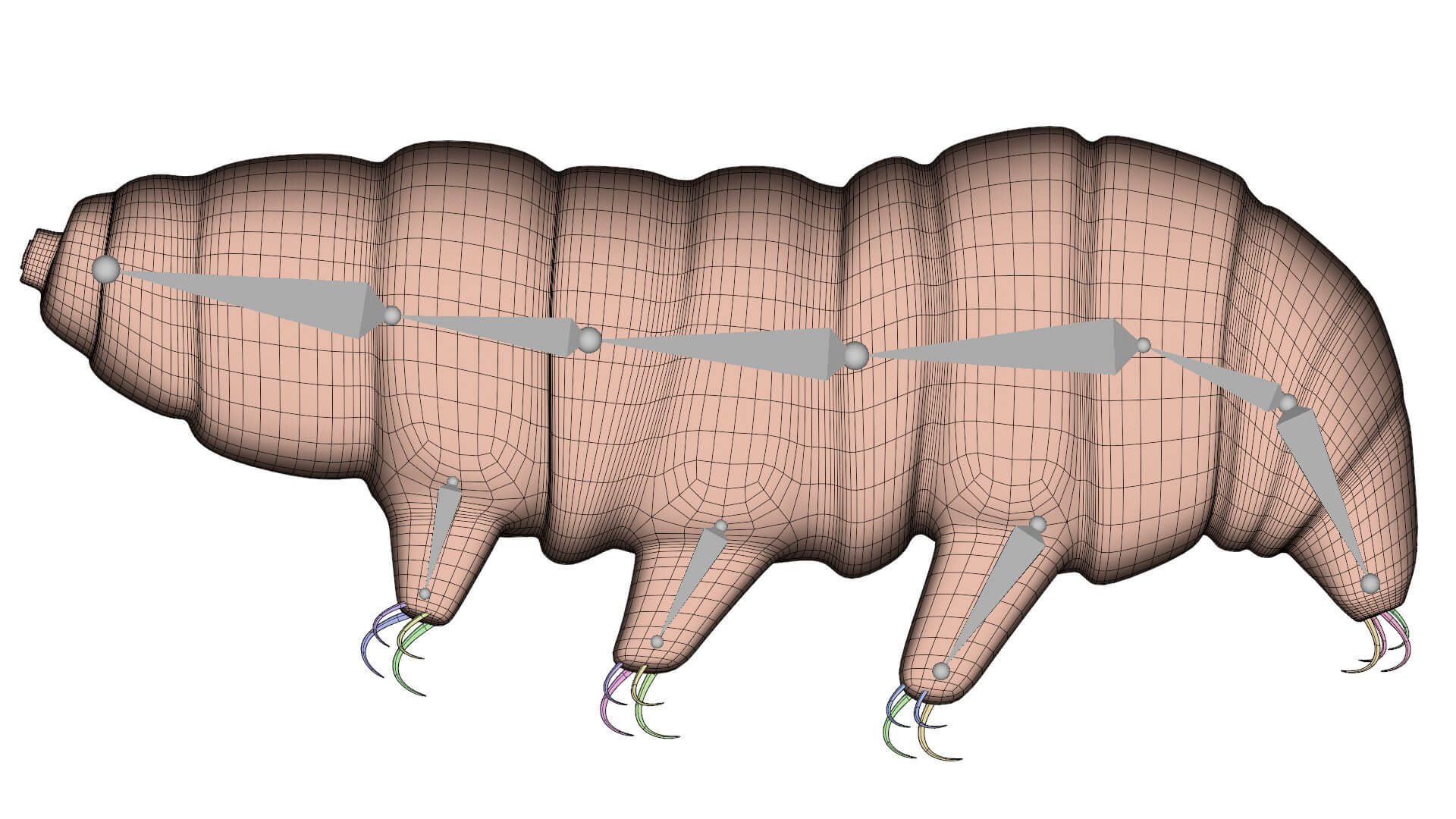 Tardigrade - 3D Model by Blenduffo