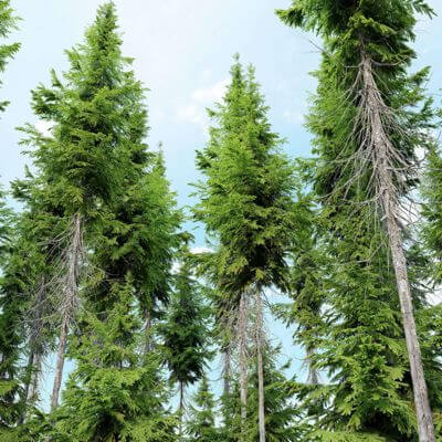 The Art of Realistic Vegetation: Techniques, Tools, and Optimization