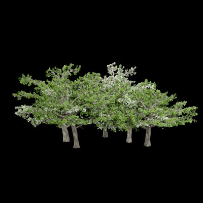 Acacia Tree Plant - 3D Model by BotaniCraft3D