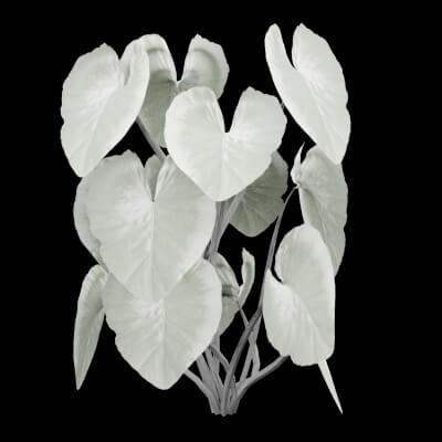 Aloascia Maharin Plant - 3D Model by BotaniCraft3D