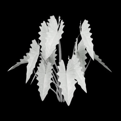 Aloascia Sarin Plant - 3D Model by BotaniCraft3D