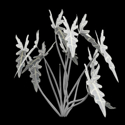 Aloascia Sarin Plant - 3D Model by BotaniCraft3D