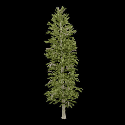 Araucaria Tree - 3D Model by BotaniCraft3D