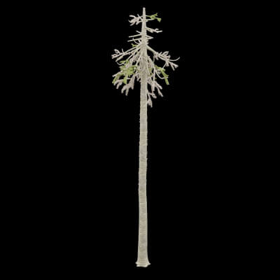 Araucaria Tree - 3D Model by BotaniCraft3D