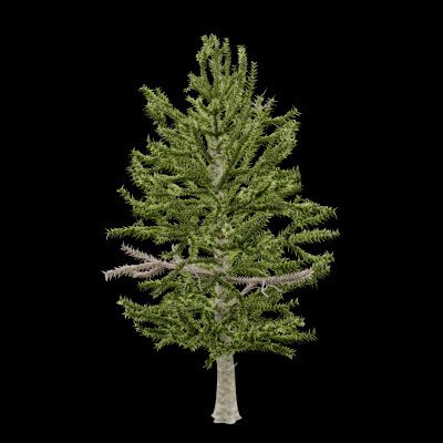Araucaria Tree - 3D Model by BotaniCraft3D