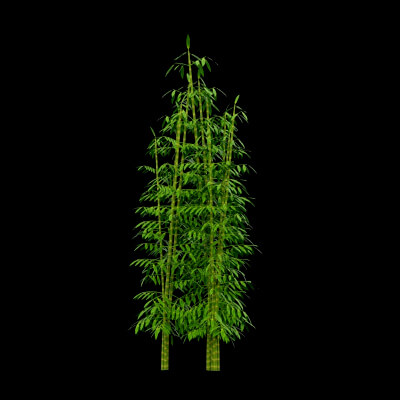 Bamboo Plant - 3D Model by BotaniCraft3D