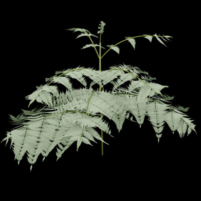 Bracken Mature Plant - 3D Model by BotaniCraft3D