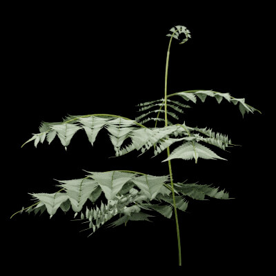 Bracken Mature Plant - 3D Model by BotaniCraft3D