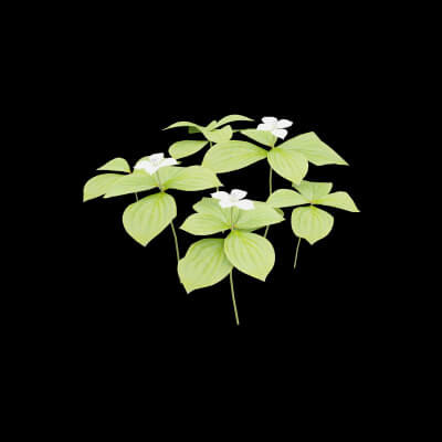 Bunchberry Plant - 3D Model by BotaniCraft3D