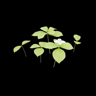 Bunchberry Plant - 3D Model by BotaniCraft3D