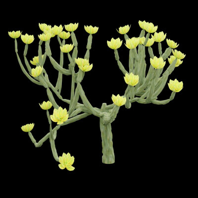 Cholla Cactus Plant - 3D Model by BotaniCraft3D