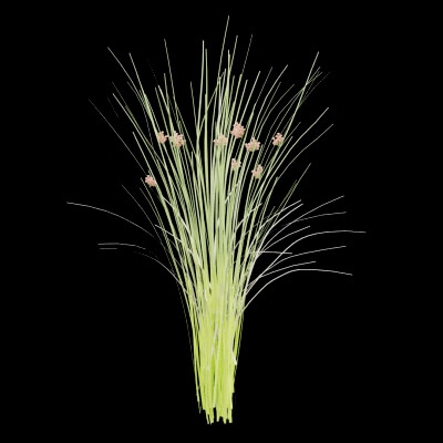 Common Rush Plant - 3D Model by BotaniCraft3D