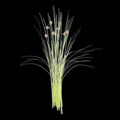 Common Rush Plant - 3D Model by BotaniCraft3D