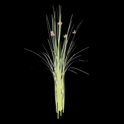 Common Rush Plant - 3D Model by BotaniCraft3D