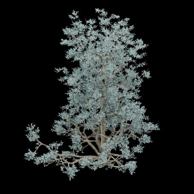 Desert Oak Tree - 3D Model by BotaniCraft3D