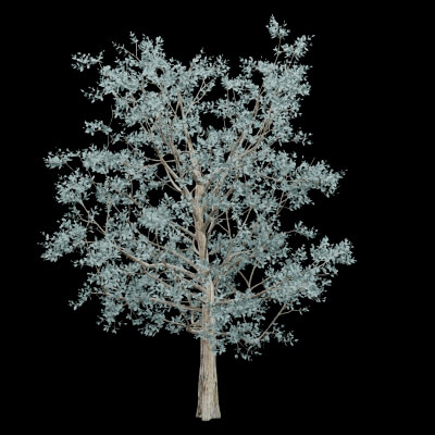 Desert Oak Tree - 3D Model by BotaniCraft3D
