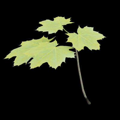 Devil's Club Plant - Free 3D Model by BotaniCraft3D