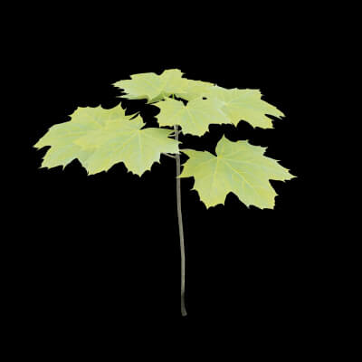 Devils Club Plant - 3D Model by BotaniCraft3D