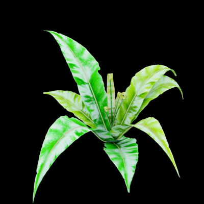 Fern Small Plant - 3D Model by BotaniCraft3D