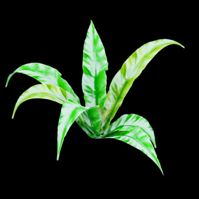 Fern Small Plant - 3D Model by BotaniCraft3D