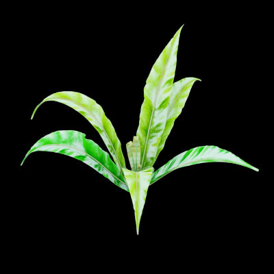 Fern Small Plant - 3D Model by BotaniCraft3D