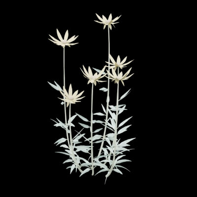 Goldeneye Plant - 3D Model by BotaniCraft3D