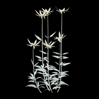 Goldeneye Plant - 3D Model by BotaniCraft3D