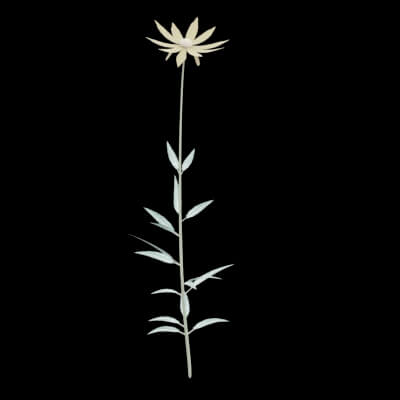 Goldeneye Plant - 3D Model by BotaniCraft3D