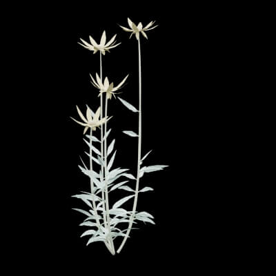 Goldeneye Plant - 3D Model by BotaniCraft3D