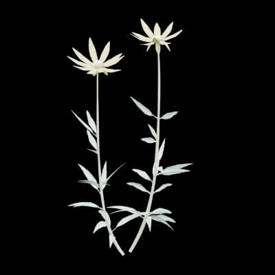 Goldeneye Plant - 3D Model by BotaniCraft3D
