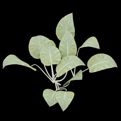Hosta Plants - 3D Model by BotaniCraft3D