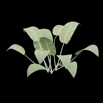 Hosta Plants - 3D Model by BotaniCraft3D