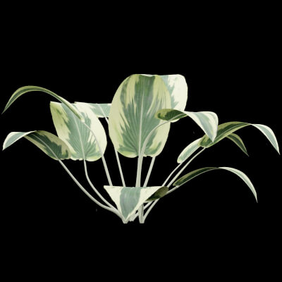 Hosta Plants - 3D Model by BotaniCraft3D