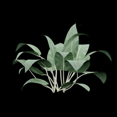 Hosta Plants - 3D Model by BotaniCraft3D