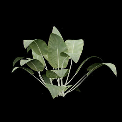 Hosta Plants - 3D Model by BotaniCraft3D