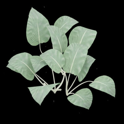 Hosta Plants - 3D Model by BotaniCraft3D