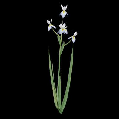 Iris Flower Plant - 3D Model by BotaniCraft3D