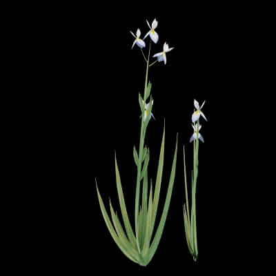 Iris Flower Plant - 3D Model by BotaniCraft3D