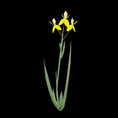 Iris Flower Plant - 3D Model by BotaniCraft3D