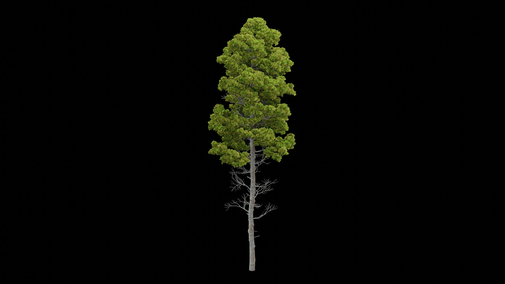 Pine Tree With Leaves - 3D Model by BotaniCraft3D