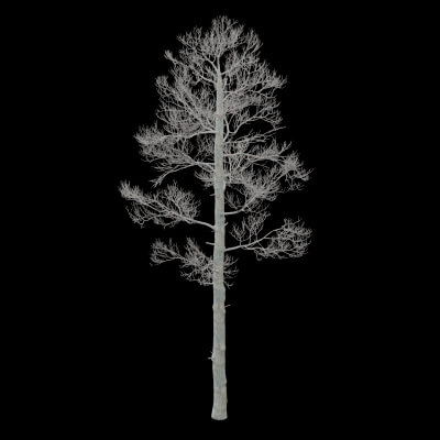 Pine Tree without Leaves - 3D Model by BotaniCraft3D