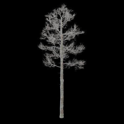 Pine Tree without Leaves - 3D Model by BotaniCraft3D