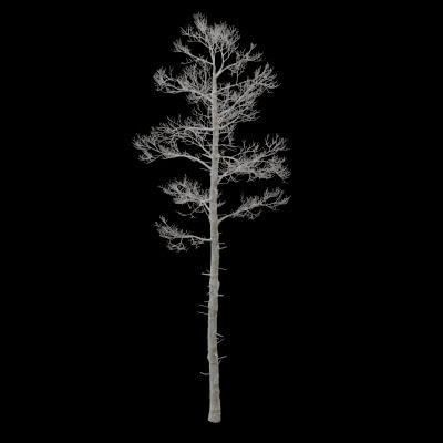Pine Tree Without Leaves - 3D Model by BotaniCraft3D