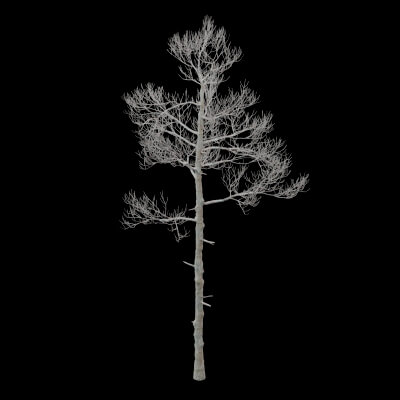 Pine Tree without Leaves - 3D Model by BotaniCraft3D
