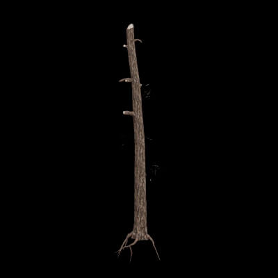 Realistic Dead Tree - 3D Model by BotaniCraft3D