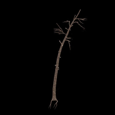 Realistic Dead Tree - 3D Model by BotaniCraft3D