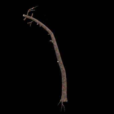 Realistic Dead Tree - 3D Model by BotaniCraft3D